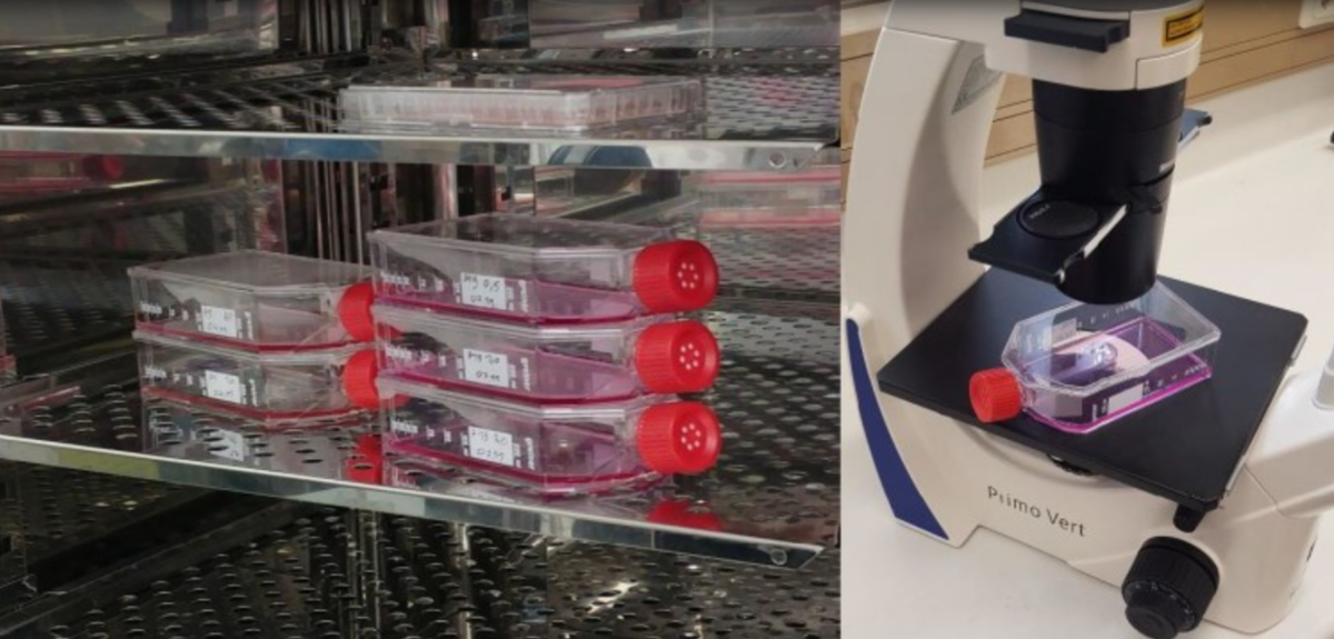 Ein in vitro Bioassay für den Nachweis von Dioxinen in Lebensmitteln ...