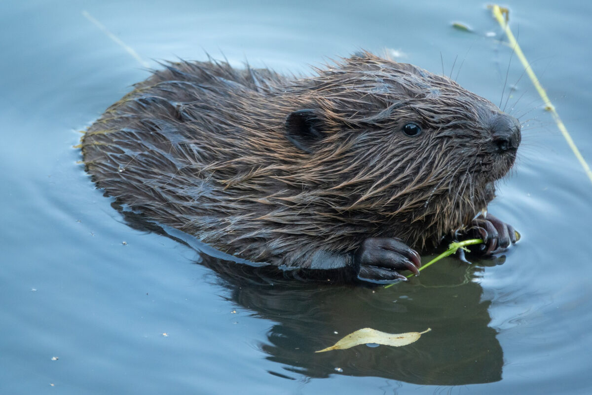 Rückkehr der Biber – Ergebnisse aus dem Wildtiermonitoring | Hessisches ...