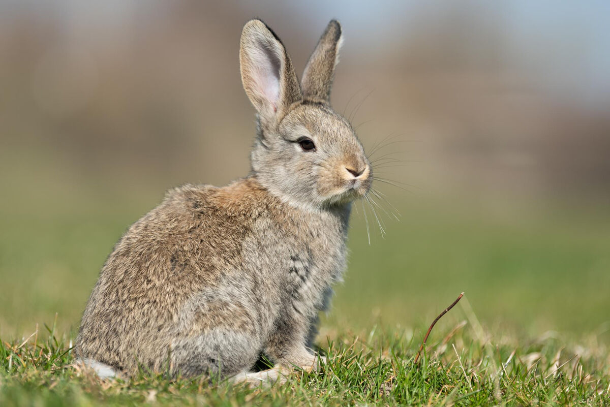Die RHD (Rabbit Haemorrhagic Disease) | Hessisches Landeslabor